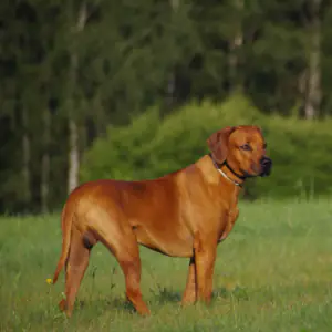 Purebred Puppies for Sale in Gold Coast, QLD from Registered Breeders