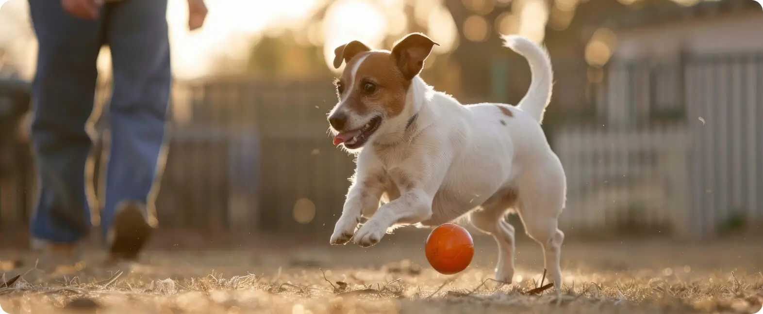 Terrier Dog Breeds