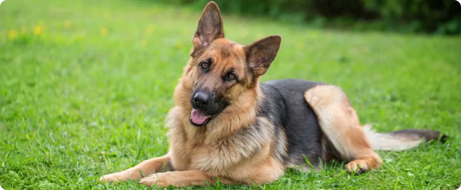 High Shedding Dog Breeds