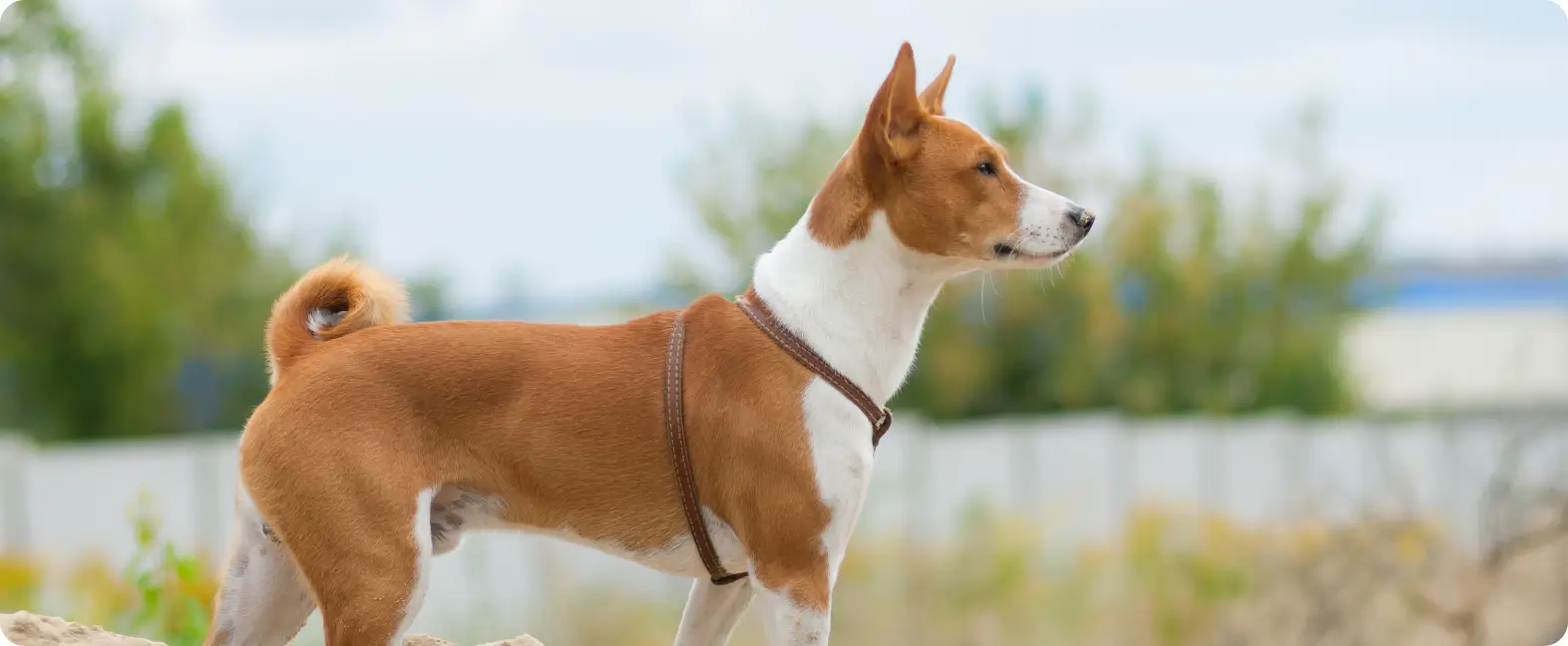 Low Shedding Dog Breeds