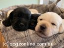 Labrador Retriever Puppies for Sale, NSW