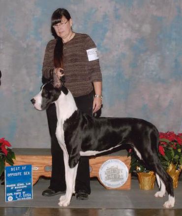 American Champion Stordansk BLK Too Awesum Great Dane - Owned by Dawn ...