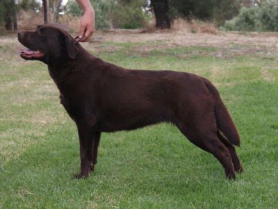 Labraddell Renaissance Labrador Retriever - Owned by Chanpema Kennels