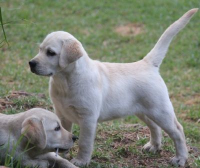 Australian Champion Silverstream Ivory Silk Labrador Retriever - Owned ...
