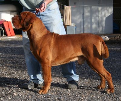 Ch Mountainhill Filo Bedo (Imp UK) Dogue de Bordeaux - Owned by ...