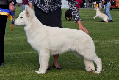 Eishund Seize The Day White Swiss Shepherd Dog - Owned by Angela ...