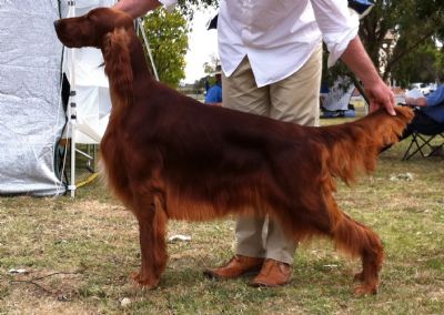 Irish Setter Profiles and Pedigrees