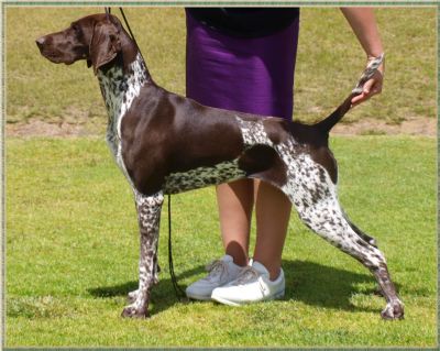 AUST CH Oakridge Panache CCD ORA NRD German Shorthaired Pointer - Owned ...