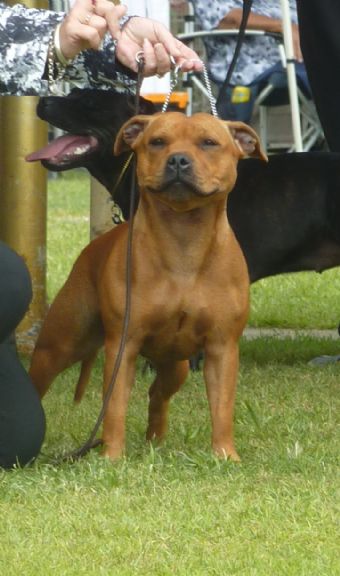 Aust Champion Chivac Ruby Red Riches Staffordshire Bull Terrier - Owned ...