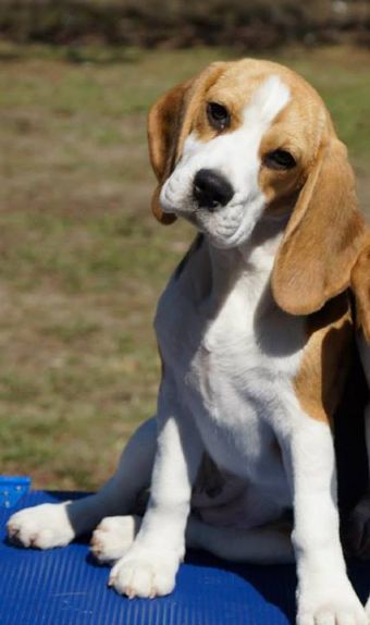 BISS Ch. Treeview Thats How We Roll Beagle - Owned by Kezziah Kennels