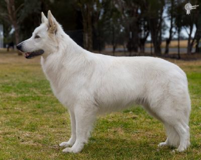 Eishund Seize The Day White Swiss Shepherd Dog - Owned by Angela ...