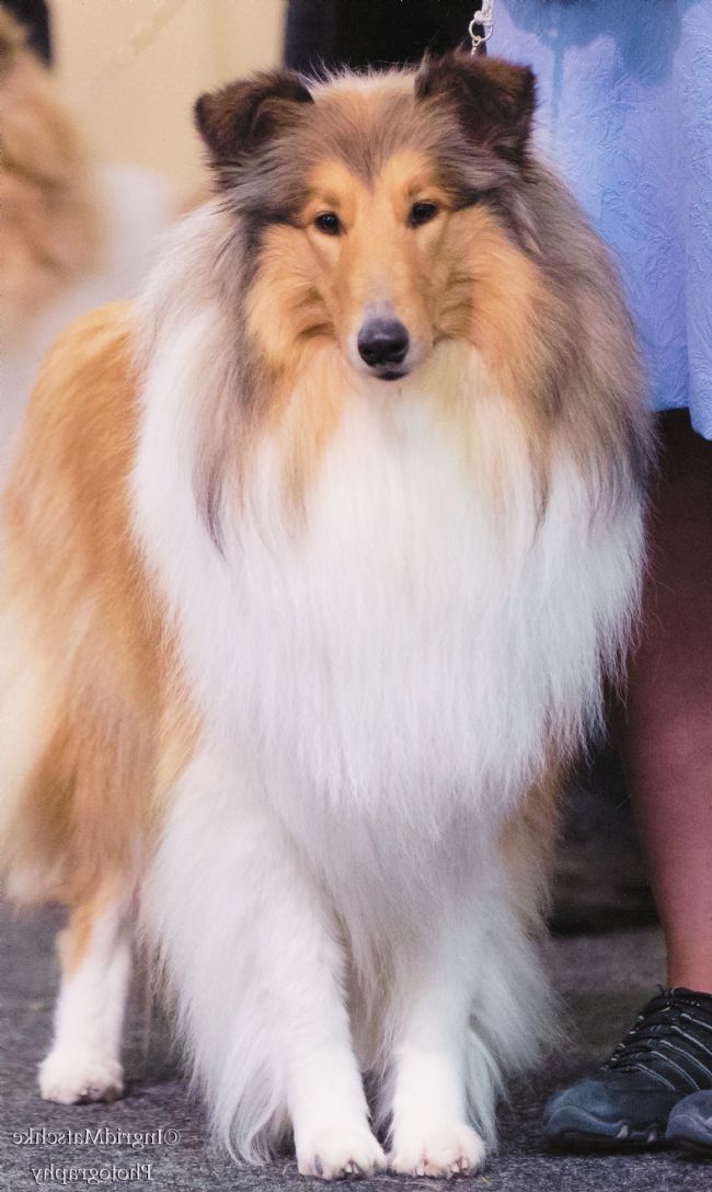 Ch. Collieston Spring Willow Collie (Rough) - Owned by Wendy Vidugiris