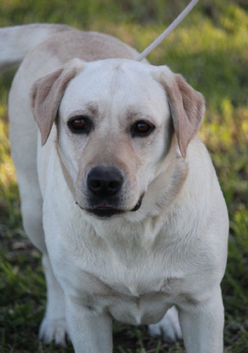 Australian Champion Silverstream Ivory Silk Labrador Retriever - Owned ...