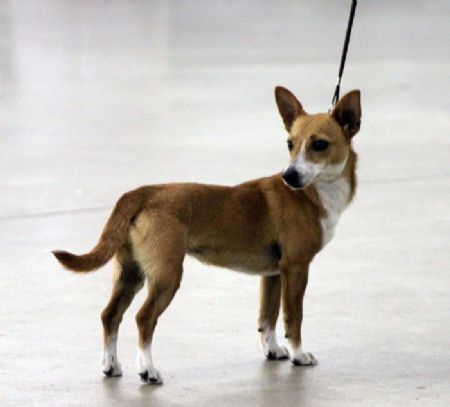 Portuguese Podengo Breed Information - Dogz Online