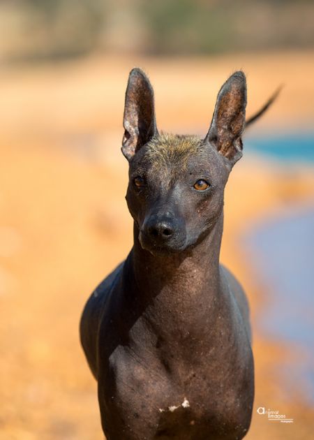 Xoloitzcuintle (Standard) Breed Information - Dogz Online