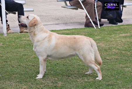 Labrador Retriever Profiles and Pedigrees