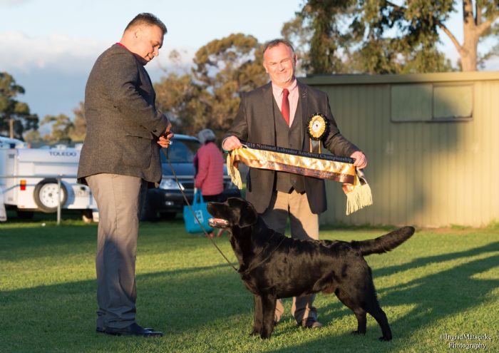 Ch Morndew Game Chaser Labrador Retriever - Owned by Hugh Vardon