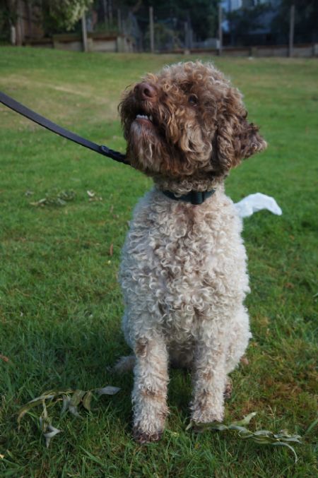 Lagotto Breed Information - Dogz Online