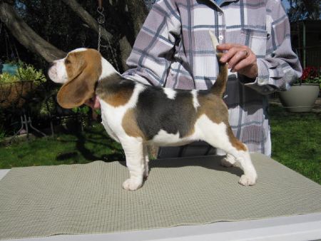Beagle Profiles and Pedigrees