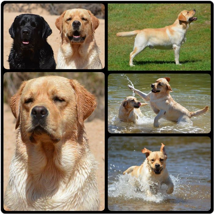Aust CH Edensundown Ruff N Tuff Labrador Retriever - Owned by Tanya Rutter