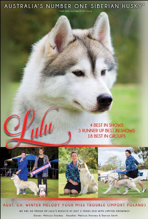 MBIS, MRBIS Aust. Supreme Ch. Winter Melody Your Miss Trouble (Imp Pol ...