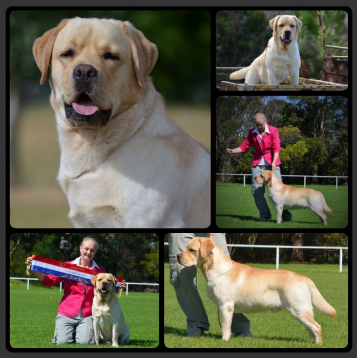 Aust CH Edensundown Ruff N Tuff Labrador Retriever - Owned by Tanya Rutter