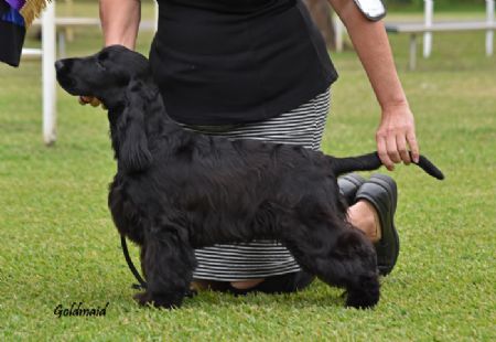 Cocker Spaniel Breed Information - Dogz Online