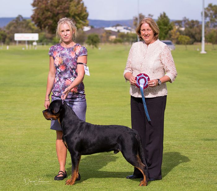 Aust Ch Tykerna War Machine (AI) Rottweiler - Owned by Kerryn OBrien ...