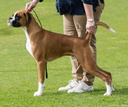 Boxer Profiles and Pedigrees