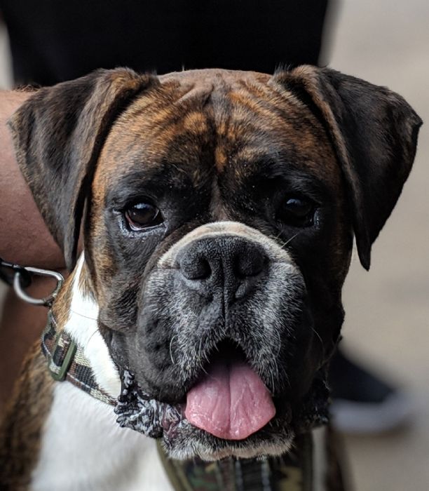 Rampid Billy Bad Ass Boxer - Owned by Paul Cook