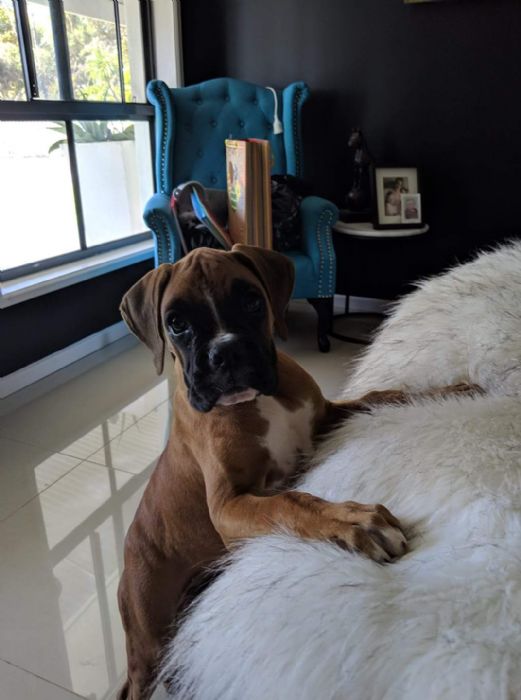 Rampid Big Daddy Boxer - Owned by Paul Cook