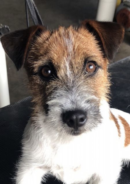 Jack Russell Terrier Profiles and Pedigrees