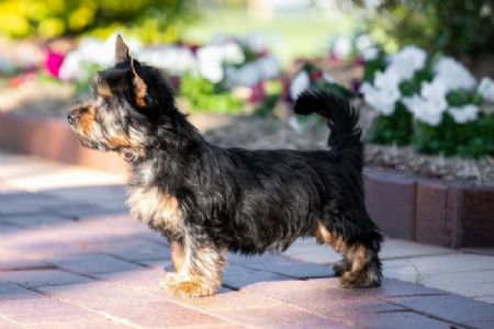 Australian Silky Terrier Breed Information - Dogz Online