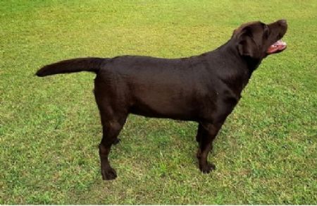 Labrador Retriever Breed Information - Dogz Online