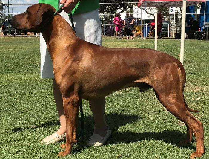 Australian Champion Chilolo Chn Cool Sascha Rhodesian Ridgeback - Owned ...