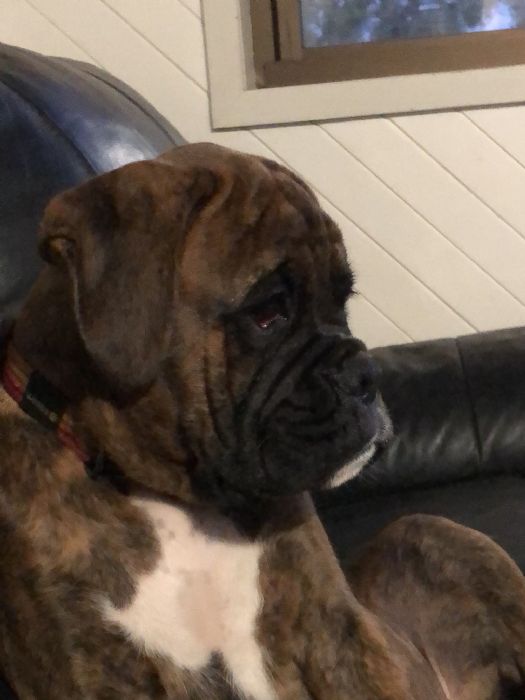 Elkohe The Toy Boy Boxer - Owned by Kym Hopper