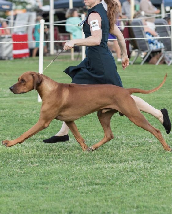 BISS AM Ch Aust Ch Neut Ch Spring Valley’s Free Fall Rhodesian ...