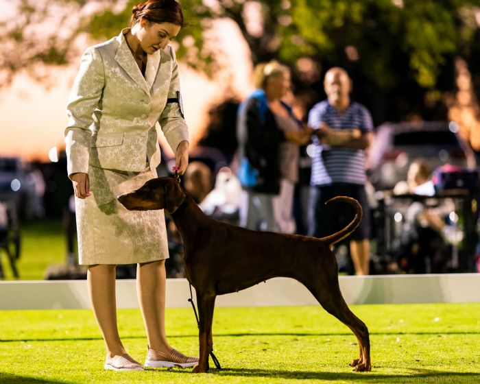 Australian Champion Bravadobe Scarlet Witch (AI) Dobermann - Owned by ...