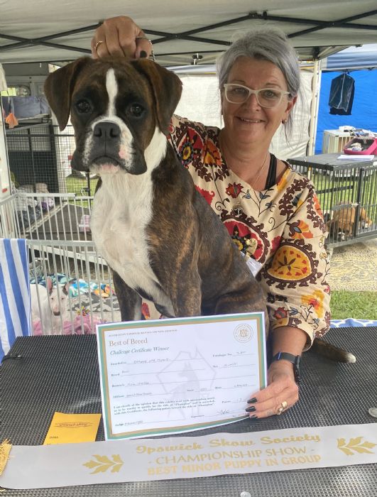 Elkohe The Bomb Boxer - Owned by Kym Hopper