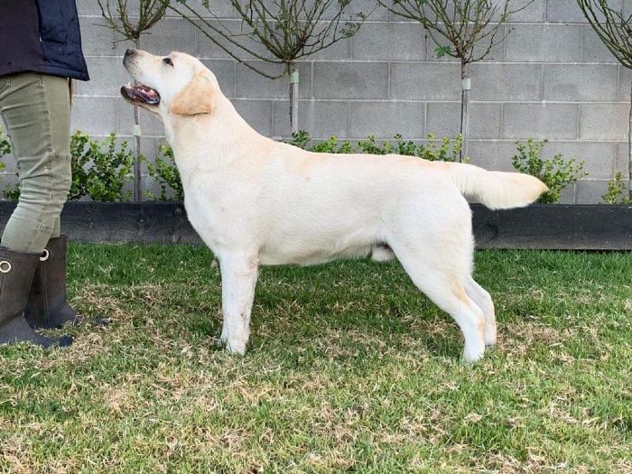 Eraky Coronial Inquest (AI) Labrador Retriever - Owned by Michelle Ginn