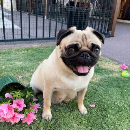 Pug Profiles and Pedigrees
