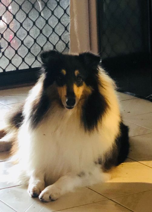 CH Cherrylea Summer Luvin Collie (Rough) - Owned by Tracy Ryles