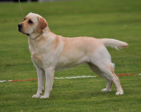 Labrador Retriever Breed Information - Dogz Online