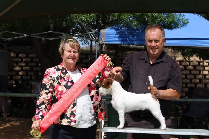 Champion WhataJack Fire Storm Jack Russell Terrier - Owned by Garry Butler