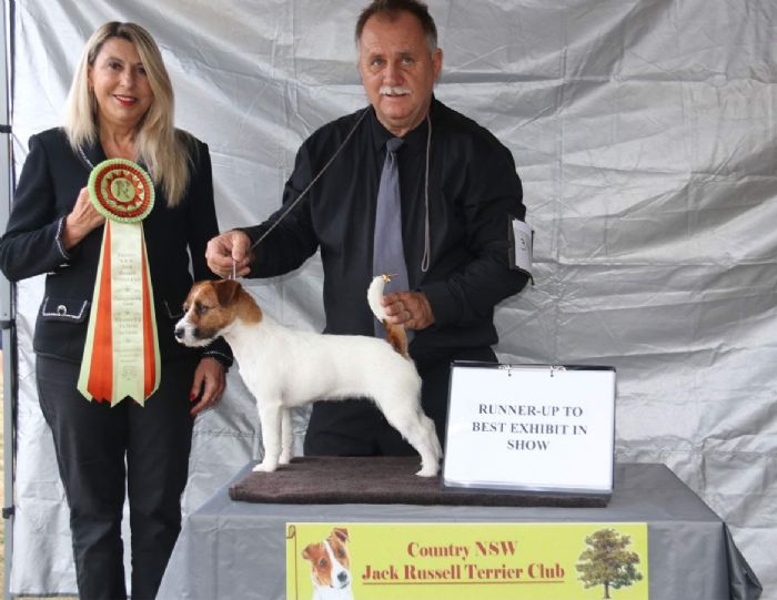 Aust Grand Ch Whatajack Time is Precious Jack Russell Terrier - Owned ...