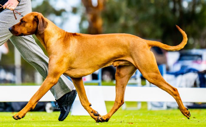 Ch Huntingridge Royal Command (AI) Rhodesian Ridgeback - Owned by Mrs D ...