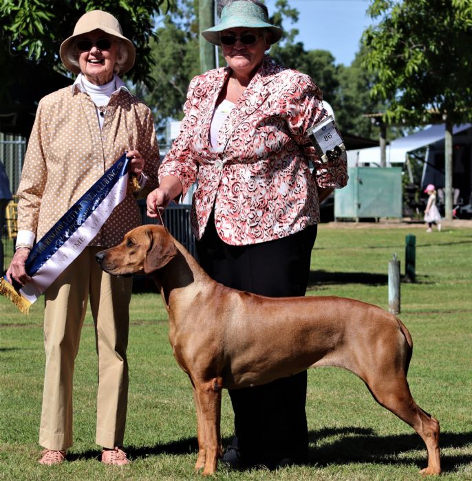 Aust Ch Usakose The Devil Wears A Halo (AI) Rhodesian Ridgeback - Owned ...