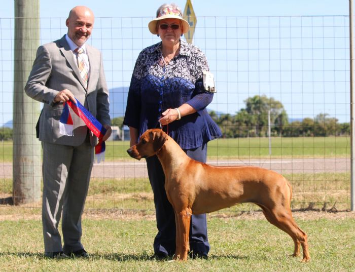 Aust Ch Usakose The Devil Wears A Halo (AI) Rhodesian Ridgeback - Owned ...