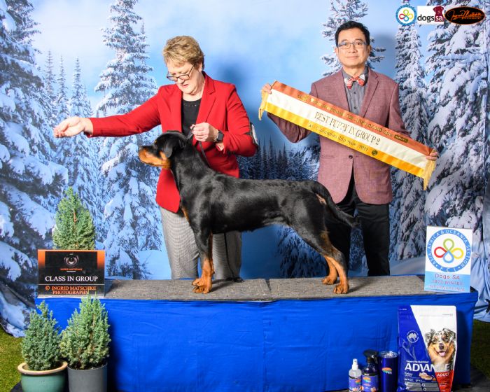 Schwartzhund Brandon’s Gift (AI) Rottweiler - Owned by Miss N K Hann