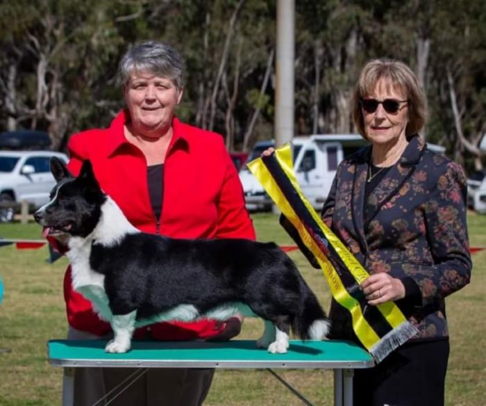 Aust Ch Llandaff Black Magic (AI) Welsh Corgi (Cardigan) - Owned by ...